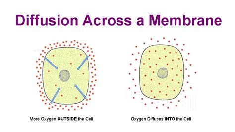 Movement Across Cell Membranes Grade 8 Science Ms