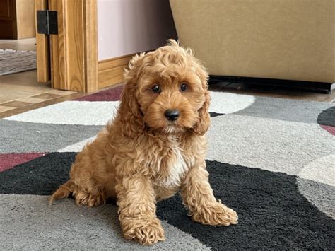 Mini Cockapoo