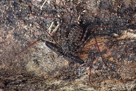 Panarthropodade Galerie