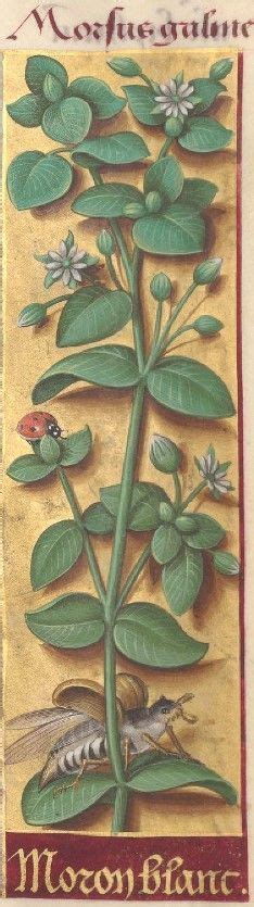 142 Flore Morgeline Latin 9474 Bnf