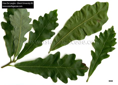 Quercus Lyrata Walter
