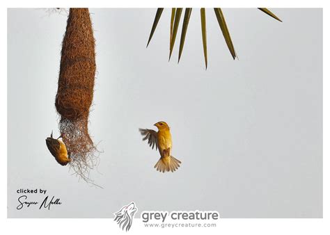 Home Page Greycreature