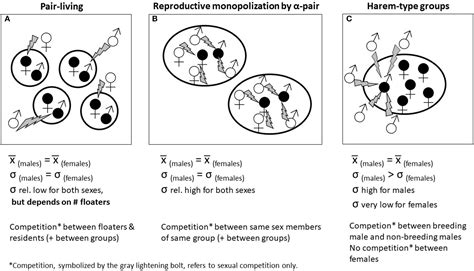 Frontiers Of Apples And Oranges The Evolution Of Monogamy” In Non