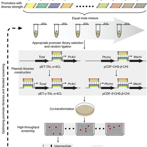 Flowchart Of Plasmid Library Construction And The Iteration Download Scientific Diagram