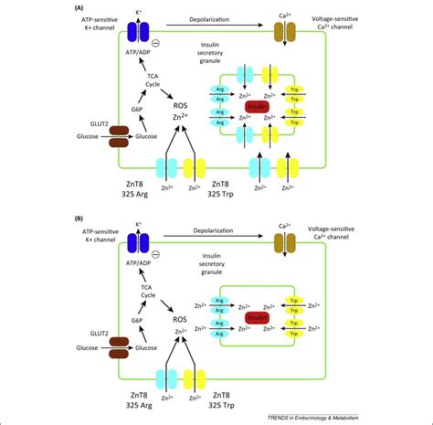 8 Glucose Structure To Function Structureofglucose1
