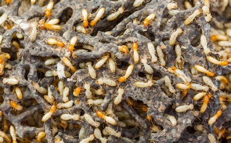 Subterranean Vs Drywood Termites Why Treatment Methods Differ Ninja
