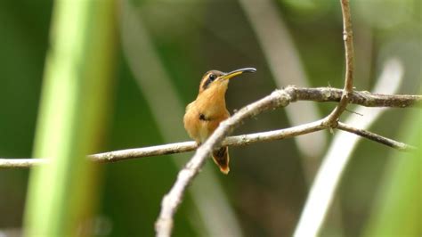 Reddish Hermit Phaethornis Ruber Ruber Male Singing On A Lek French Guiana Youtube