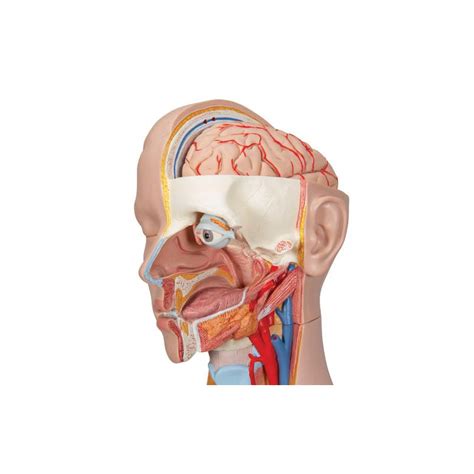 3b Scientific 21 Part Classic Unisex Torso Model With Open Anatomy