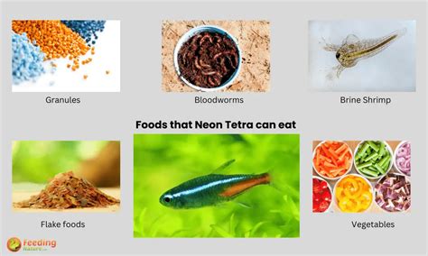 What Do Neon Tetras Eat 5 Foods They Like Feeding Nature