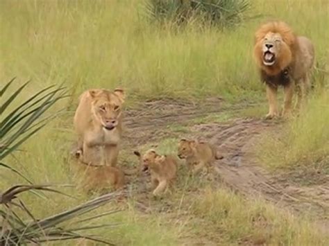 Lion Cub Roaring
