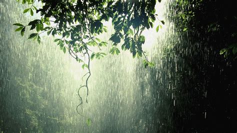 Photography Rain Raining Forest Green Wallpaper Relaxing Rain Sounds