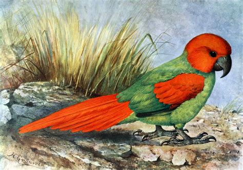 Cuban Red Macaw Extinct
