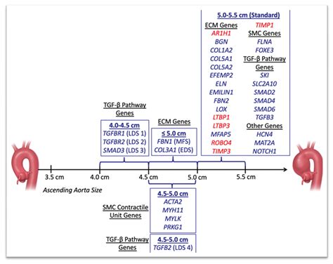 From Natural History To Contemporary Management Of Aortic Diseases A State Of The Art Review Of