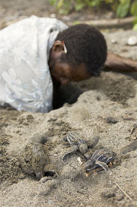 Leatherback Turtle Conservation Stock Image Z7520209 Science