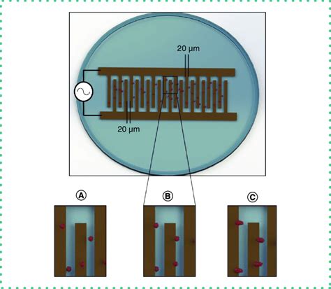Schematic Of The Interdigitated Electrode Setup Developed For
