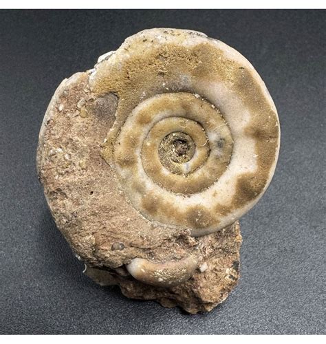 Fossils For Sale Fossils Upper Triassic Ammonoid From West