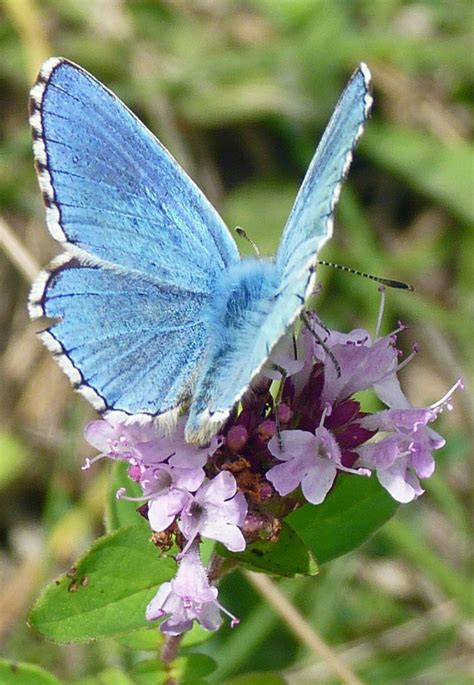 Common Blue Butterfly Amsterdam Artofit