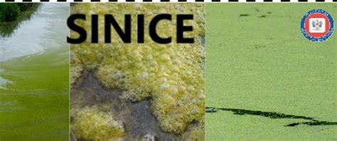 Uwaga Na Sinice Powiatowa Stacja Sanitarno Epidemiologiczna W Stargardzie Portal Gov Pl