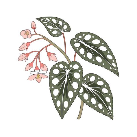 Stunning Begonia Maculata Plant Design 57606055 Vector Art At Vecteezy