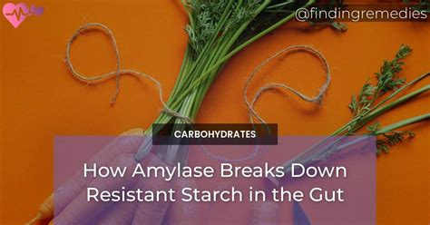 How Amylase Breaks Down Resistant Starch In The Gut Finding Remedies