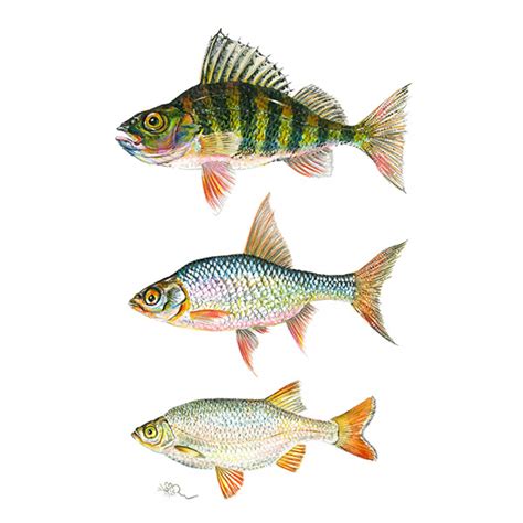 Perch Rudd And Roach Card Wildlife By Mouse