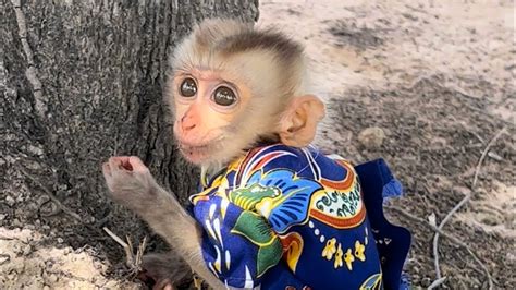 Liza Monkey Much Play With Her Friends Puka Monkey Youtube