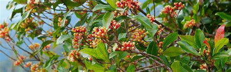 Imperial Spices About Ceylon Spices