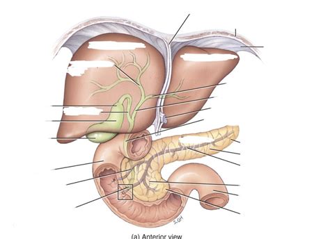 Diagram Of Gi Acessory Diagram Quizlet