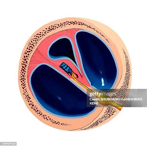 Ear Cross Section Photos And Premium High Res Pictures Getty Images