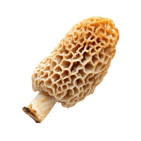 Morel Mushroom With Honeycomb Textured Cap Showcasing Its Unique