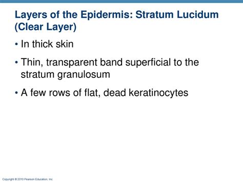 The Integumentary System Ppt Download