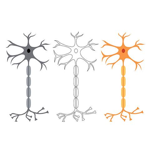 2199 Nerve Fiber Illustrations And Clip Art Istock Nerve Fiber