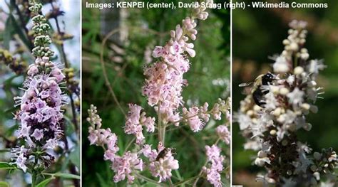 Vitex Trees Chaste Trees Types Flowers Leaves Care Pictures