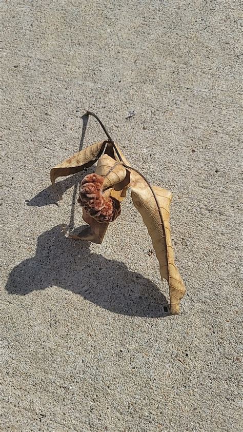 Trying Out Ollas For My Annuals This Fall Despite Using 1 10th The Water Of Surface Irrigation