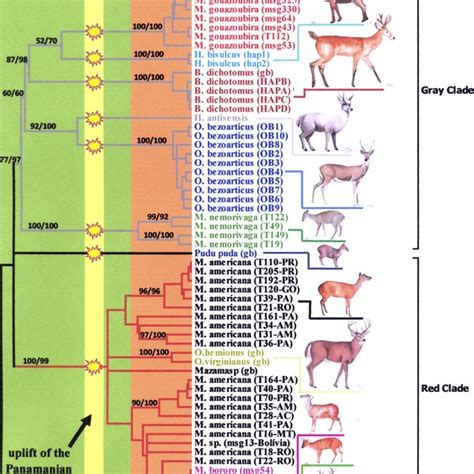 Pdf The Surprising Evolutionary History Of South American Deer