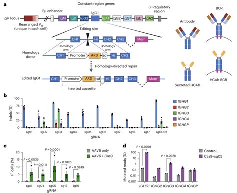 Engineered B Cells A New Frontier In Immunotherapy Immunopaedia