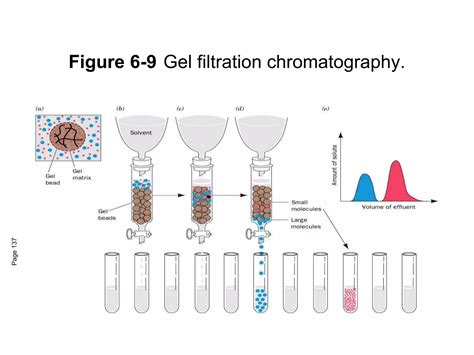 Protein Purification Techniques Ppt