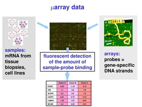 Ppt Microarray Normalization Error Models Quality Powerpoint Presentation Id3400351