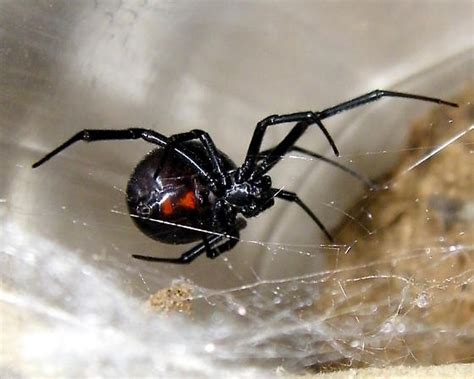 Western Black Widow Latrodectus Hesperus Bugguidenet