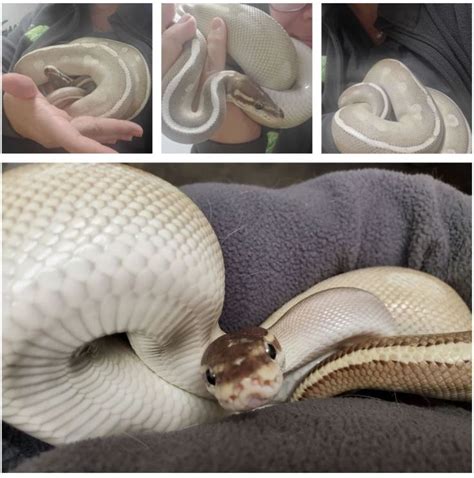 Misty Is A Purple Passion Morph Ball Python And We Think Shes Pretty Fabulous💜 Misty Was