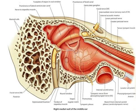 Mastoid Process Definition Location Function And Pain