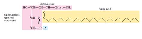 Biochemistry Lipids