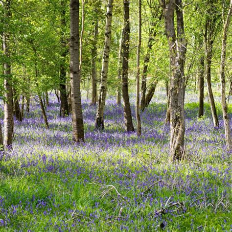 Tree Seed Provenance Where The Seed Comes From Rj Trees And Hedging Blogrj Trees And