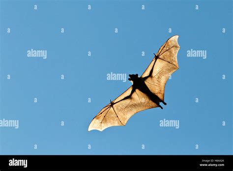 Straw Colored Fruit Bat Eidolon Helvum Flying Kasanka National Park