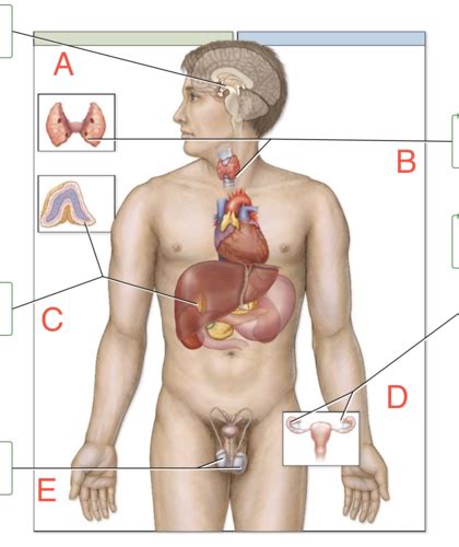 Ch 17 Hw Flashcards Quizlet