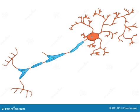 A Nerve Cell Cross Section Stock Illustration