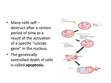Cells The Living Unit Chapter Ppt Download
