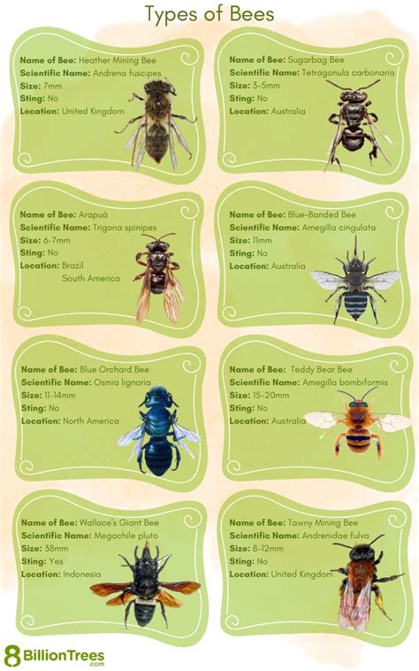46 Free Printable Bee Identification Charts Pdf