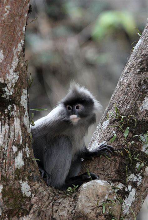 Trachypithecus Crepusculus Indochinese Gray Langur — Coke Smith Wildlife