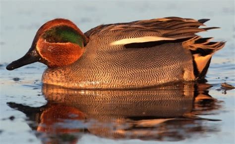Teal Facts Identification Diet Migration Info Etc Binocular Base